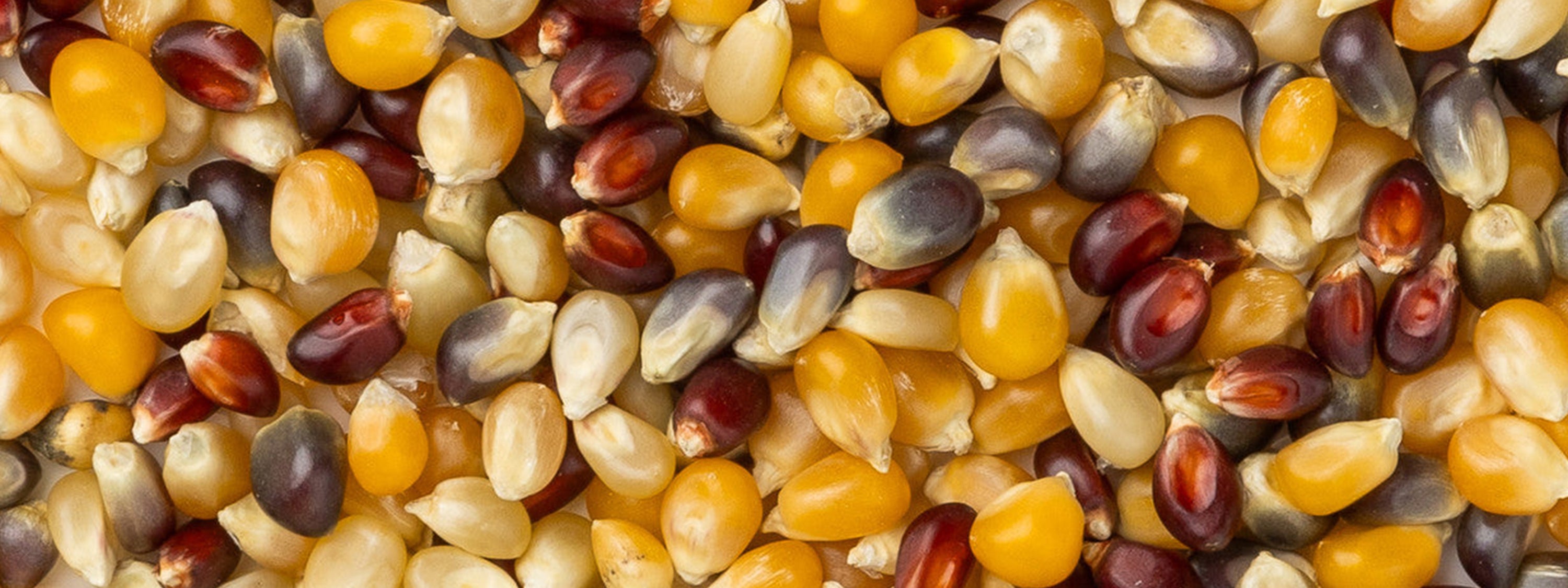 Amish Country Popcorn | Non-GMO Popcorn Kernels, Spices, Glazes, Oils