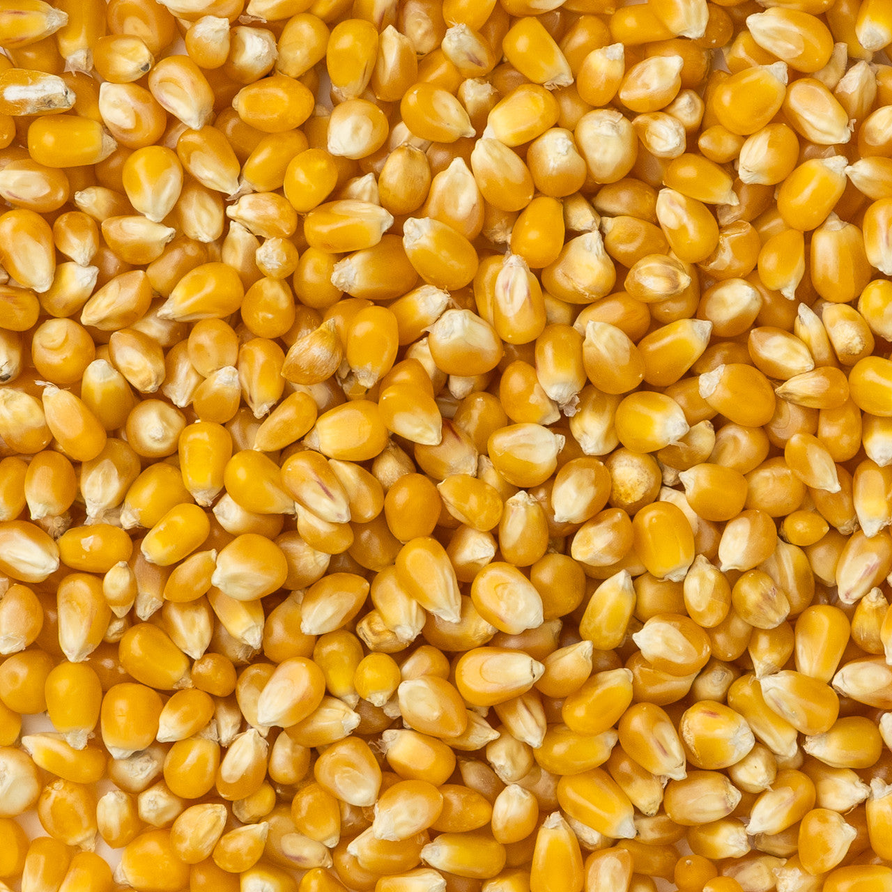 Extra Large Caramel Type Popcorn