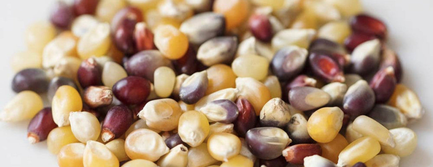 Amish Country Popcorn | Non-GMO Popcorn Kernels, Spices, Glazes, Oils